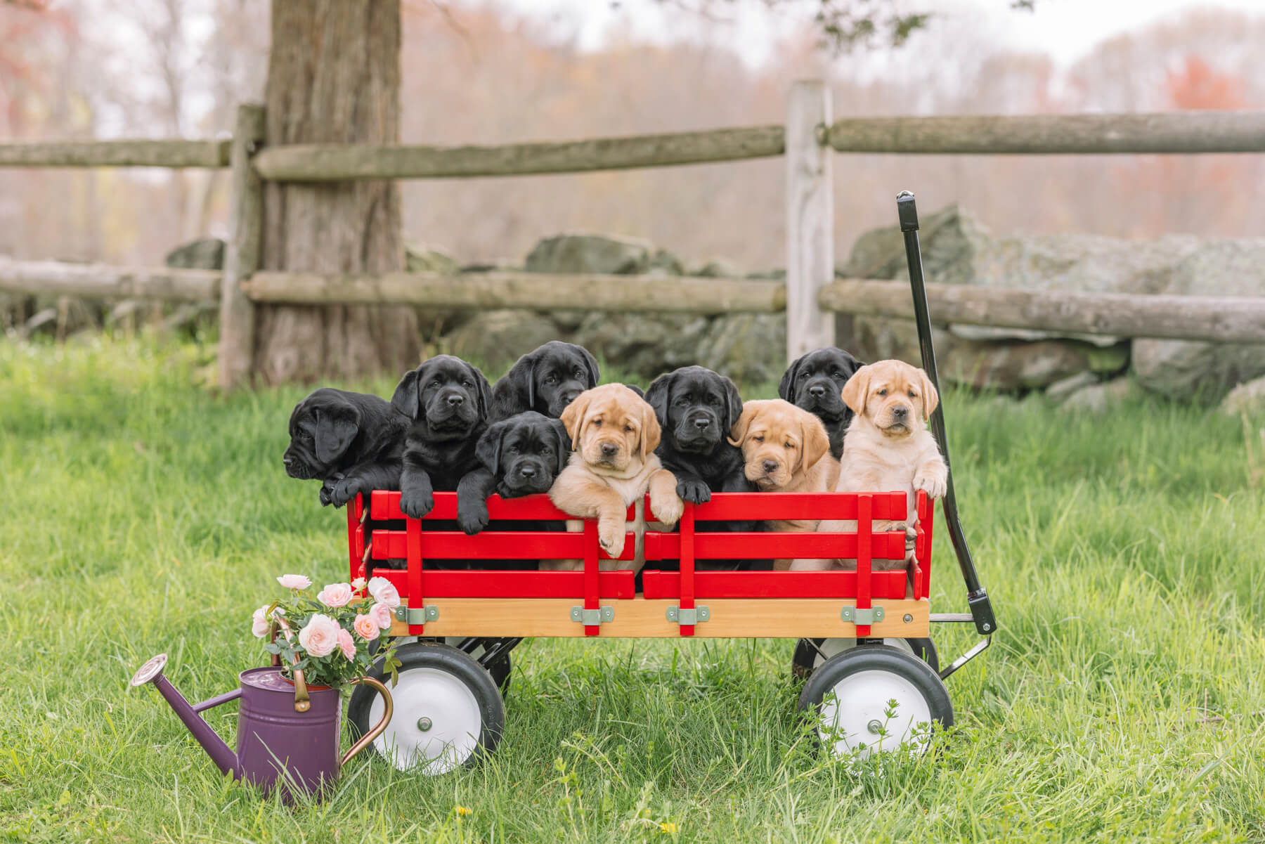 Outdoors vs. Studio Dog Photography: Which One Tells Your Dog's Story Best?